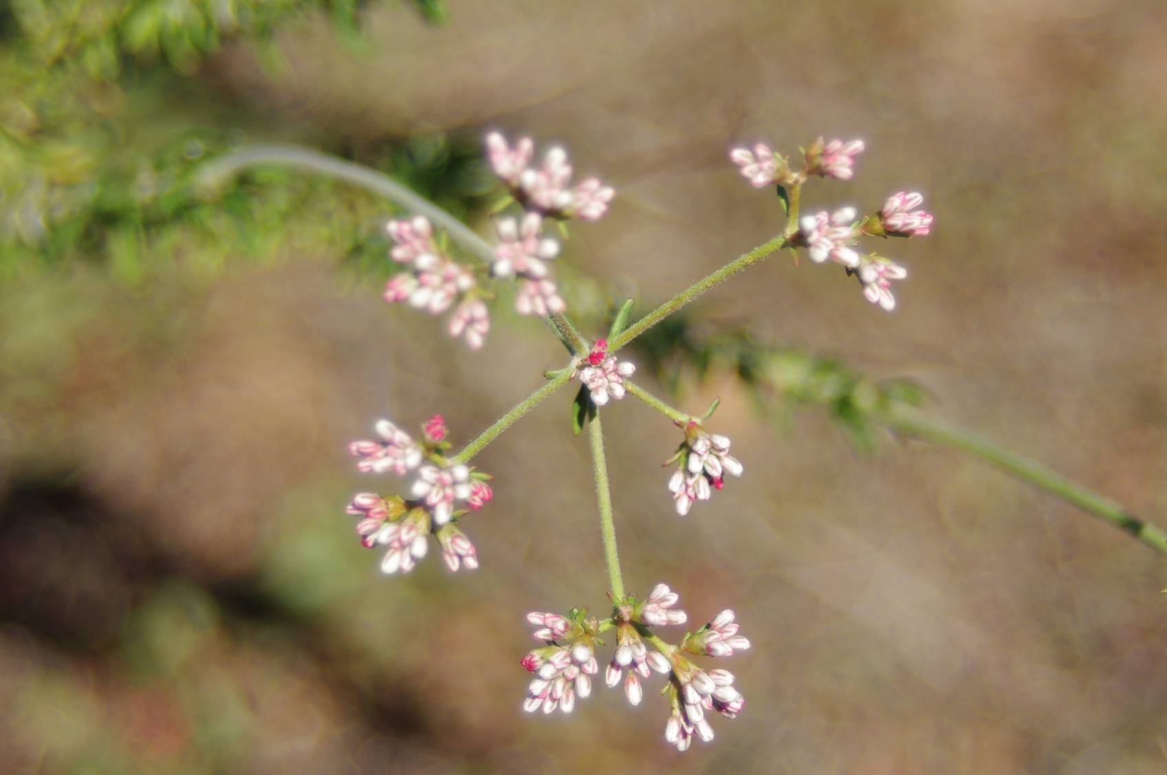 Crest Flowers